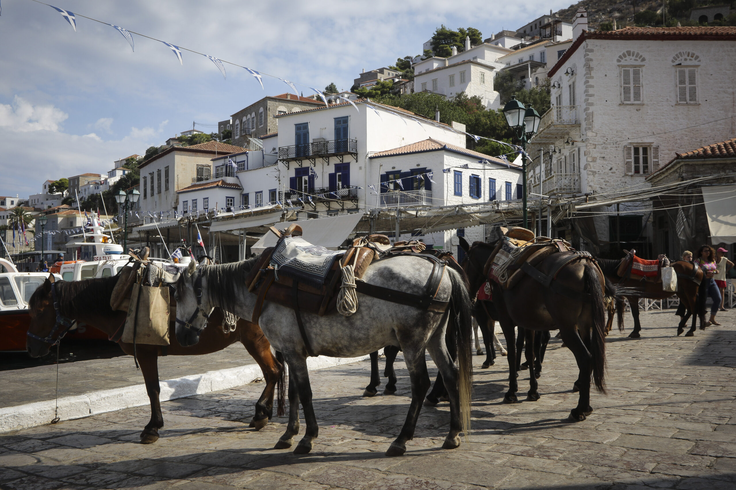 Όταν τα γαϊδούρια έχουν το όνομα και οι άνθρωποι τη χάρη… | topontiki.gr