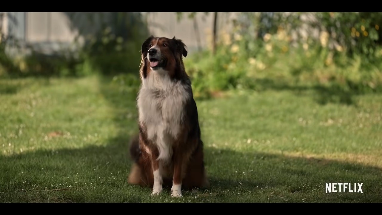 Netflix: Ευθανασία στη σκυλίτσα με την απίστευτη ιστορία που έγινε η ...