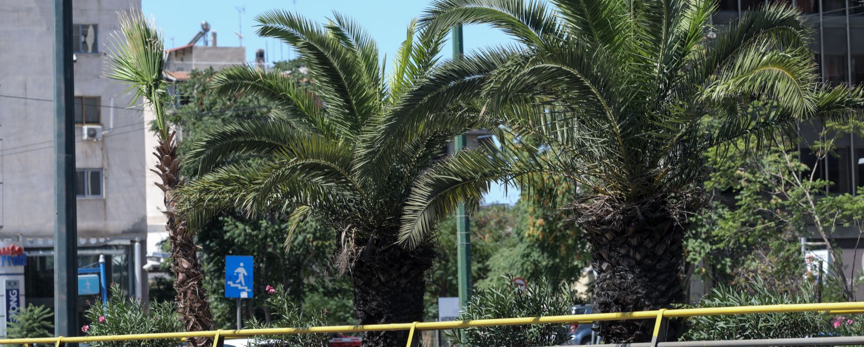 Δέντρα στην Αθήνα: Φυτεύουμε λάθος είδη σε λάθος σημεία – Τι λέει στο ...