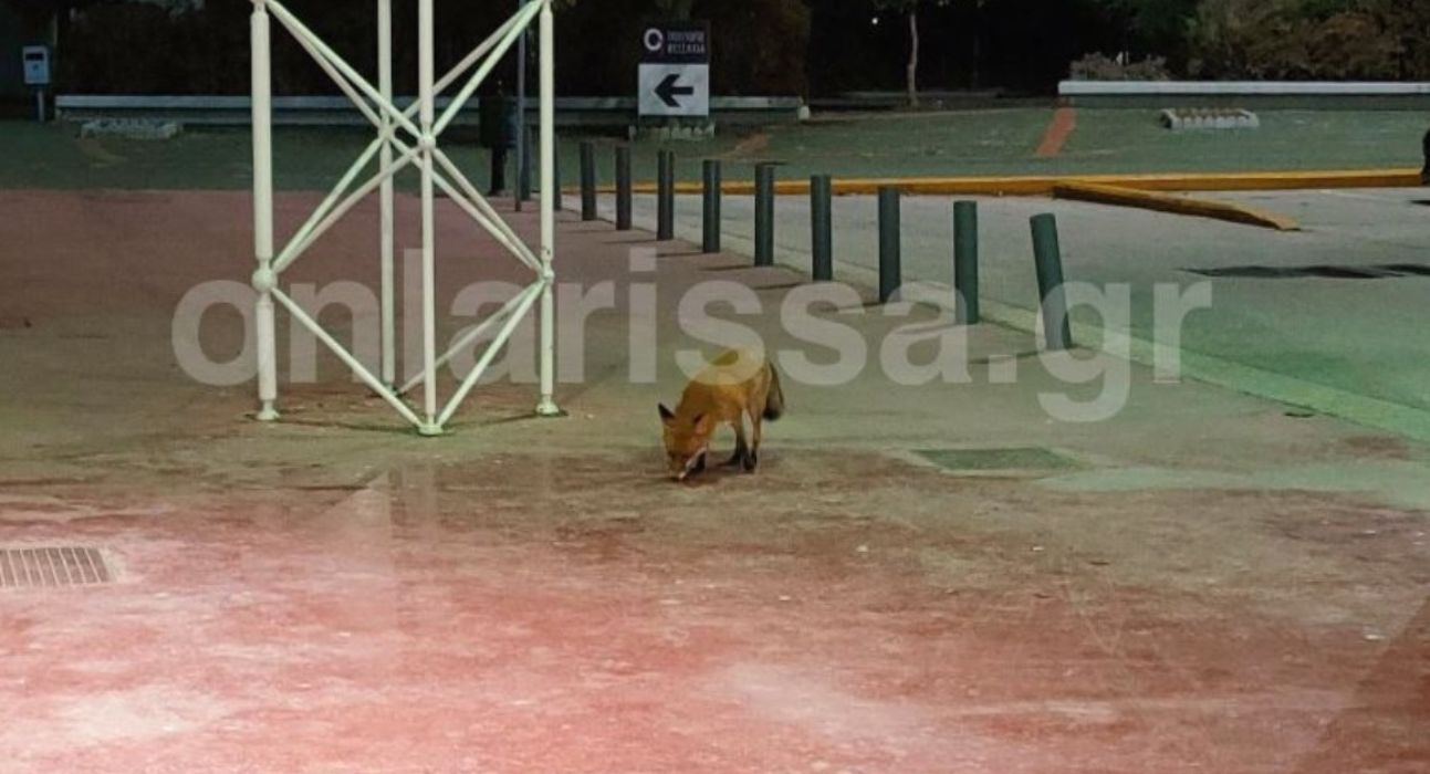 Λάρισα: Αλεπού άκουσε για το… «καλάθι του νοικοκυριού» και βγήκε βόλτα ...