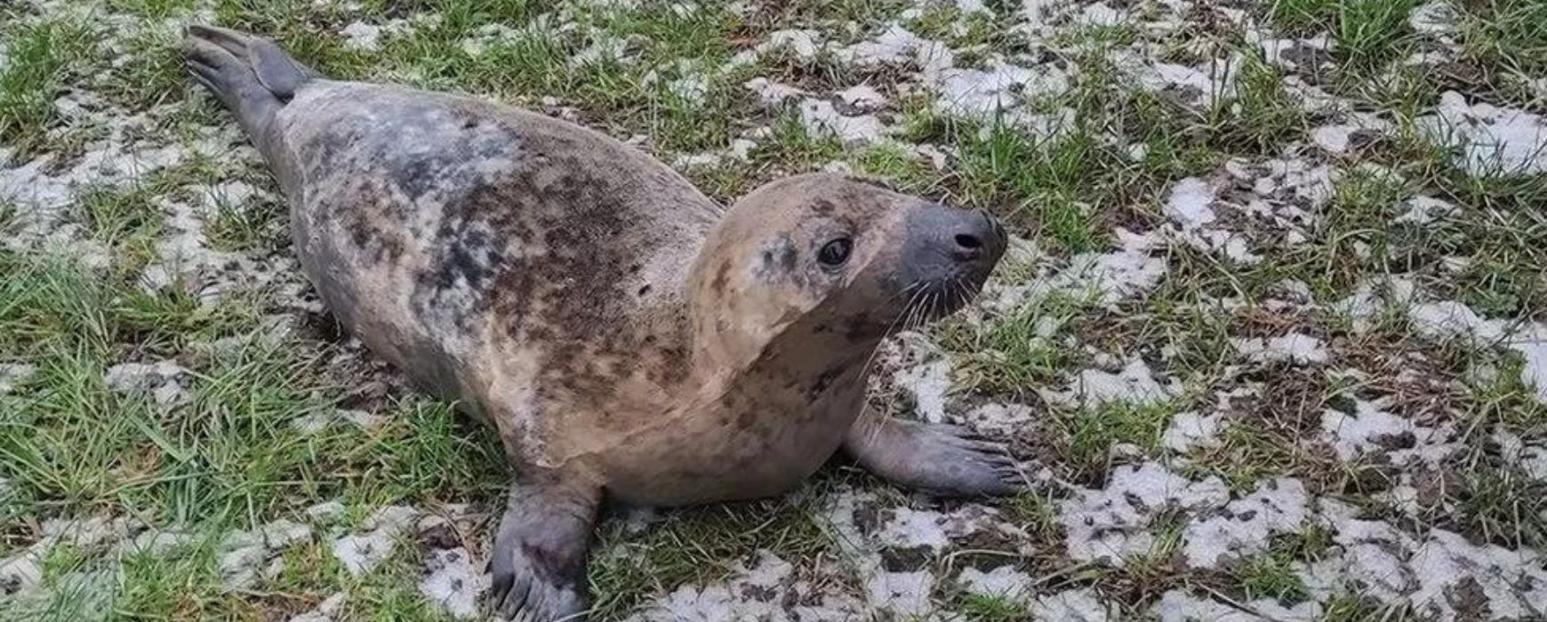 Βρετανία: Φώκια εντοπίστηκε σε αγρόκτημα 50 χιλιόμετρα μακριά από την ...