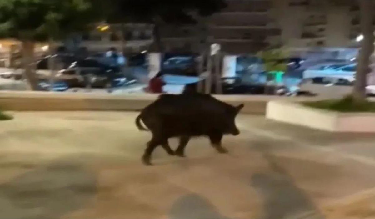 Θεσσαλονίκη: Αγριογούρουνο κάνει ατάραχο τη βόλτα του σε πάρκο (Video ...
