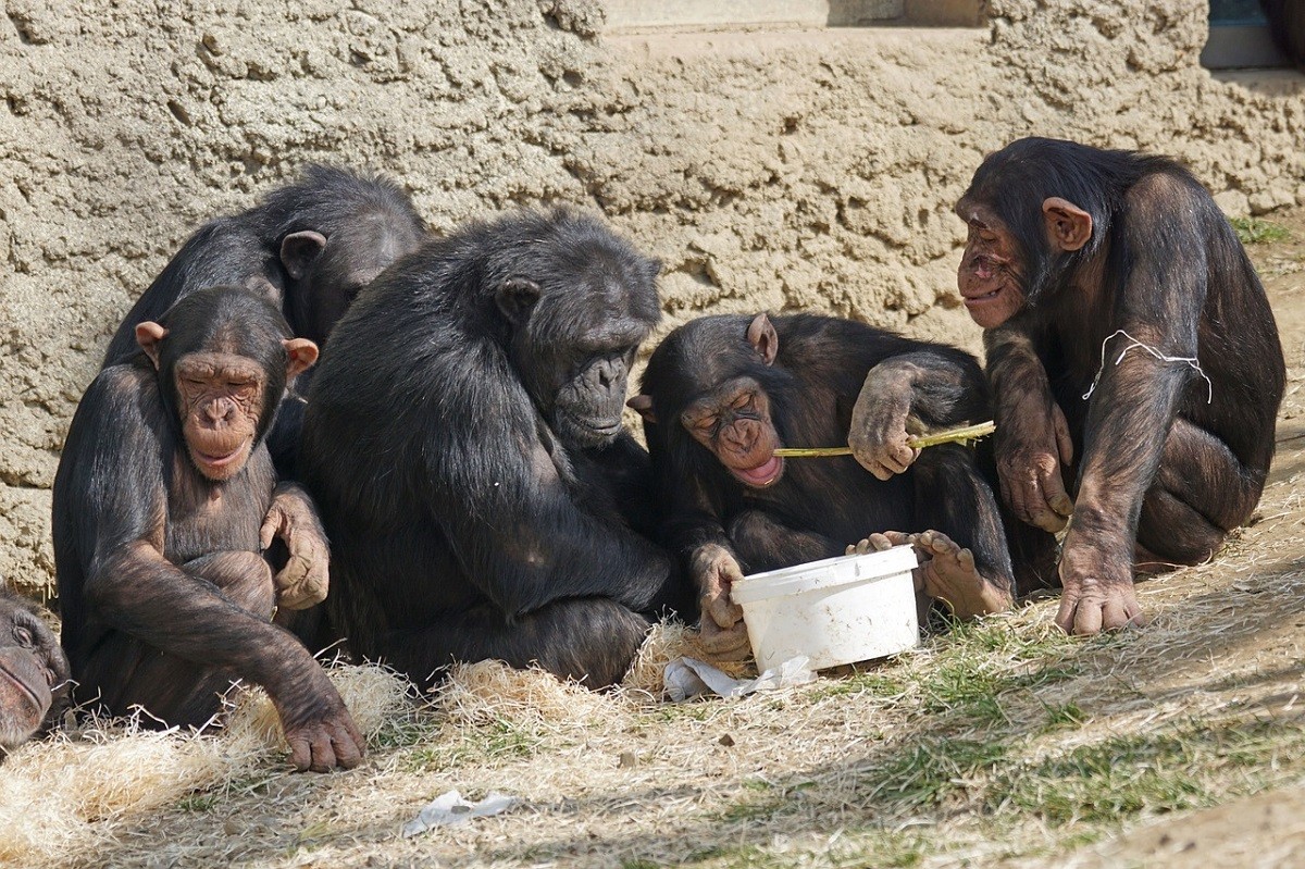 Έρευνα ανατρέπει τα δεδομένα για την εξέλιξη των πιθήκων – Γιατί ...