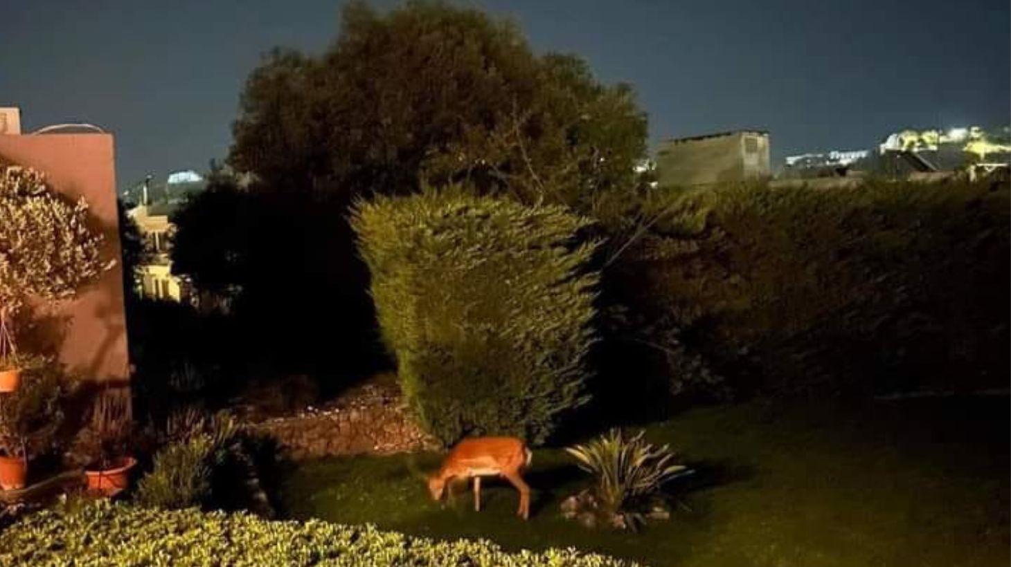 Φωτιά στη Ρόδο: Στις αυλές των σπιτιών πανικόβλητα ελάφια (photo ...