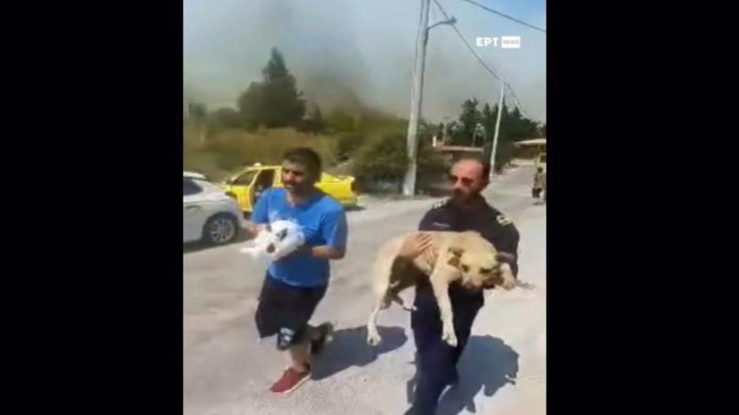 Εθελοντές και πυροσβέστες σώζουν ζώα από τις φωτιές σε Φυλή, Μενίδι ...