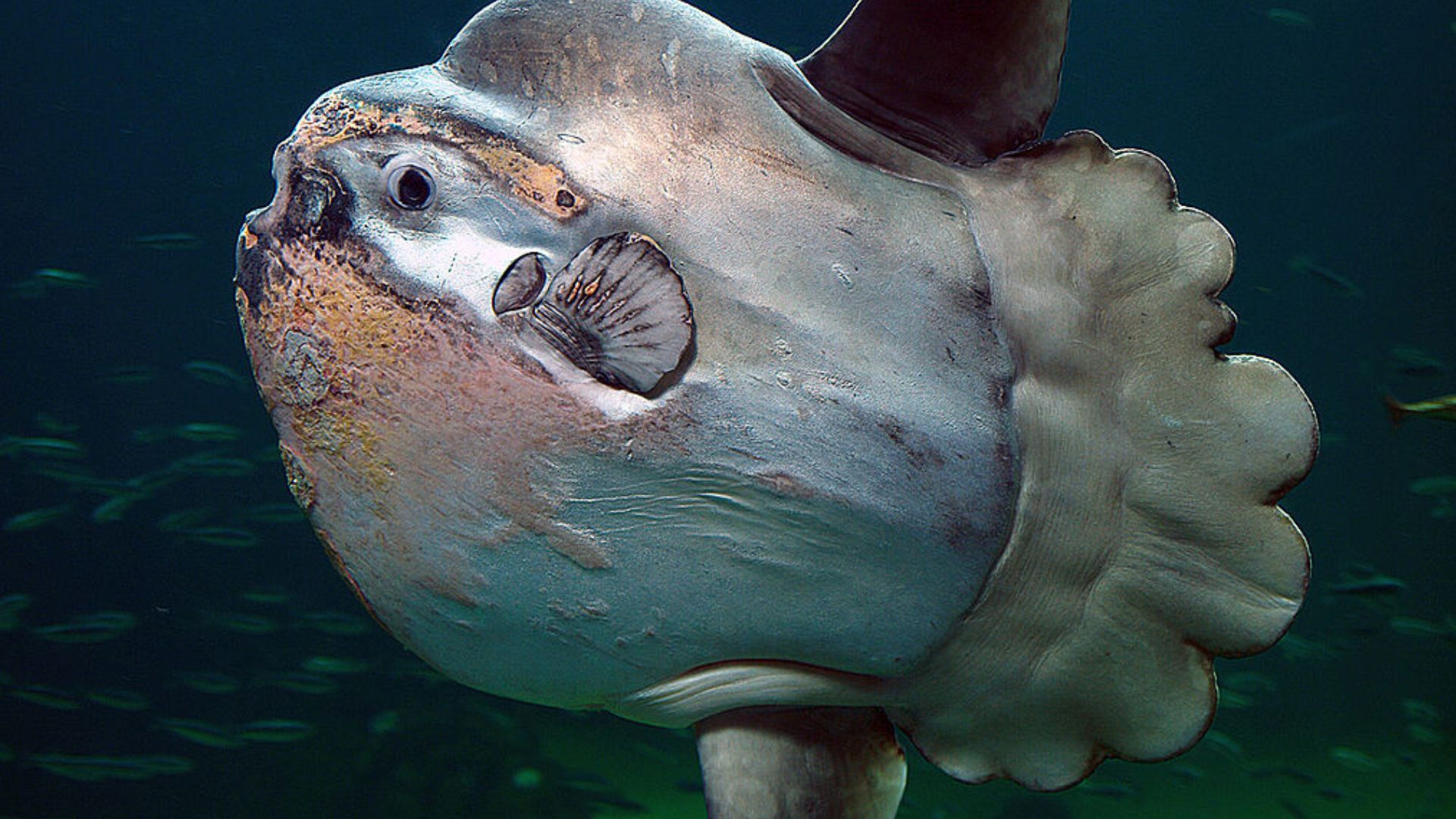 Θεσσαλονίκη: Τεράστιο φεγγαρόψαρο που κολυμπούσε στα ρηχά τρόμαξε τους ...