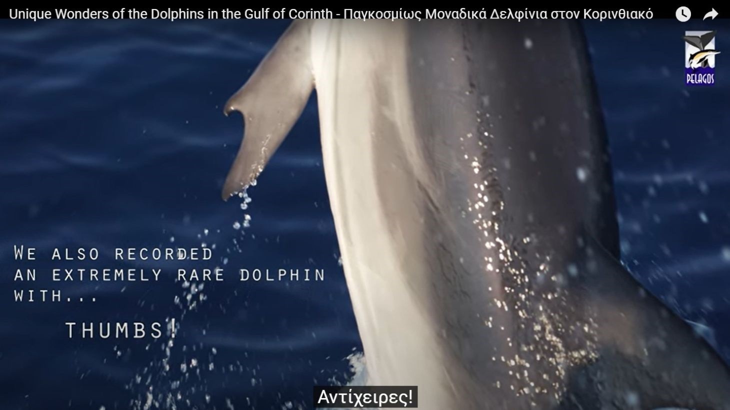 Κορινθιακός: Εντοπίστηκε σπάνιο δελφίνι με «ανθρώπινο» χέρι (Photos ...
