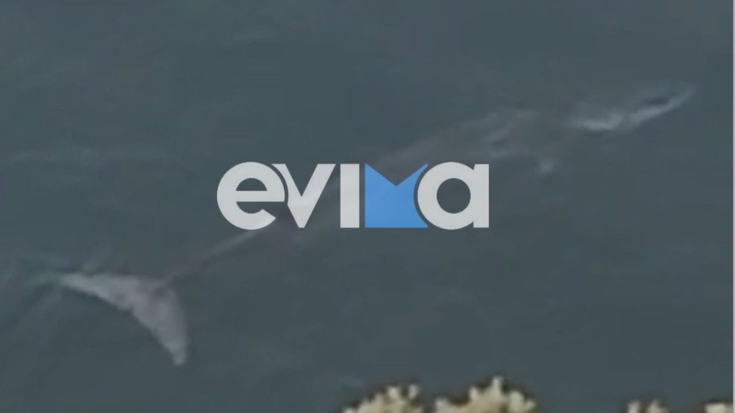 Φάλαινα εμφανίστηκε σε παραλία της Εύβοιας (Videos) | topontiki.gr