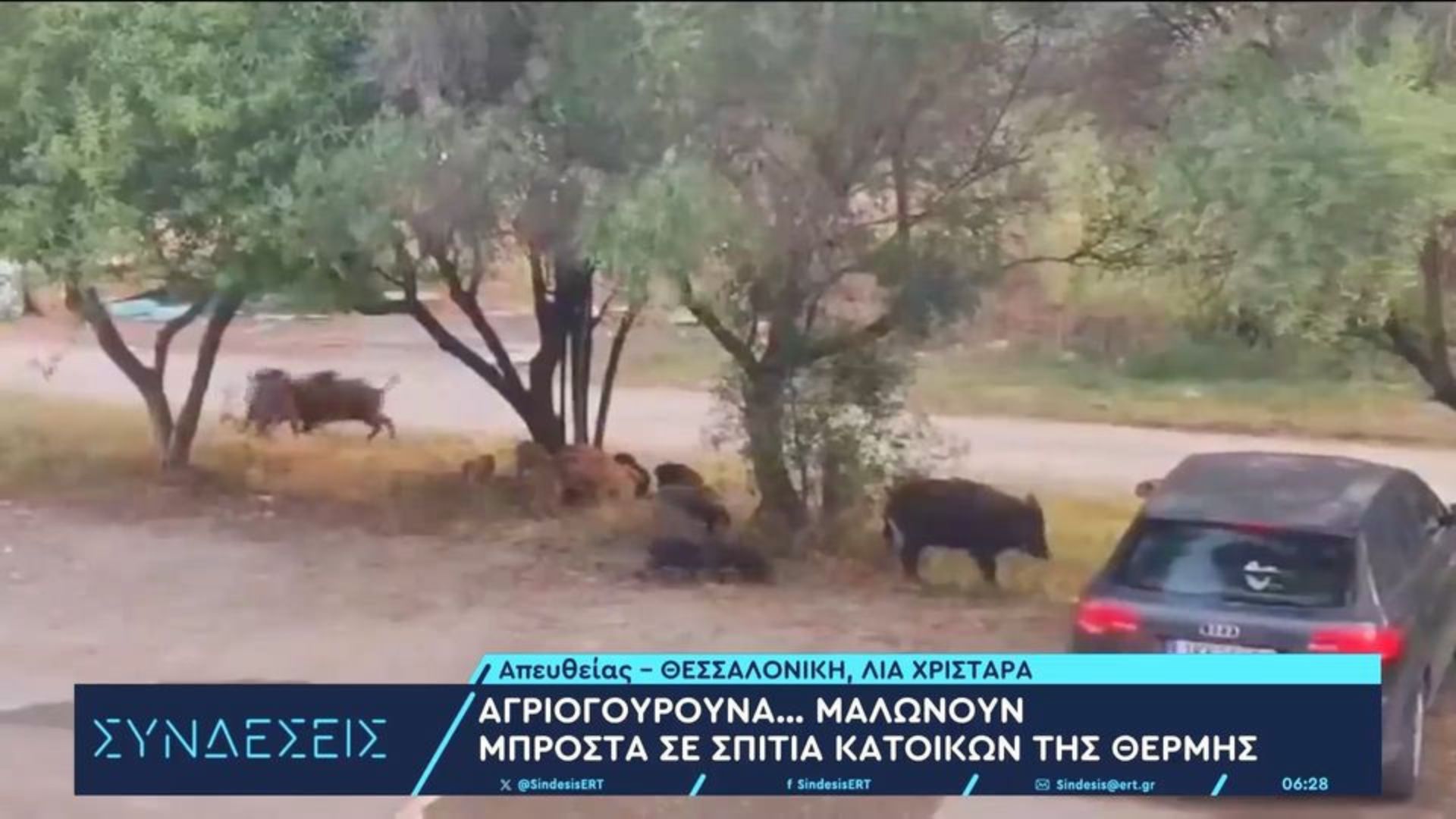 Θεσσαλονίκη: Στο απροχώρητο η κατάσταση με τα αγριογούρουνα (Video ...