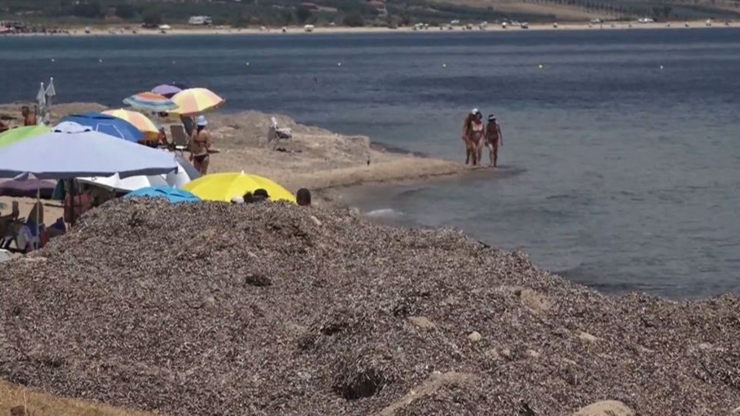 Χαλκιδική: «Βουνά» από φύκια στην παραλία της Ποτίδαιας | topontiki.gr
