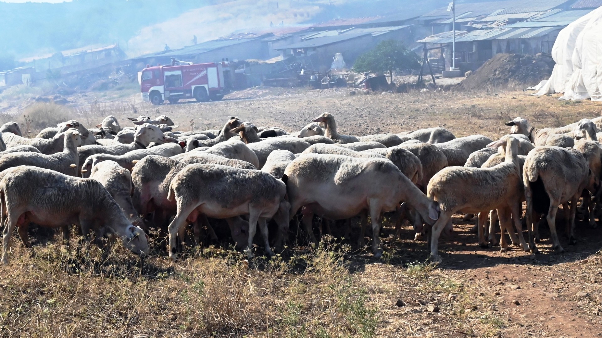 Πανώλη αιγοπροβάτων: Δεν θα υπάρξει καμία συγκάλυψη, λέει ο Δημήτρης ...