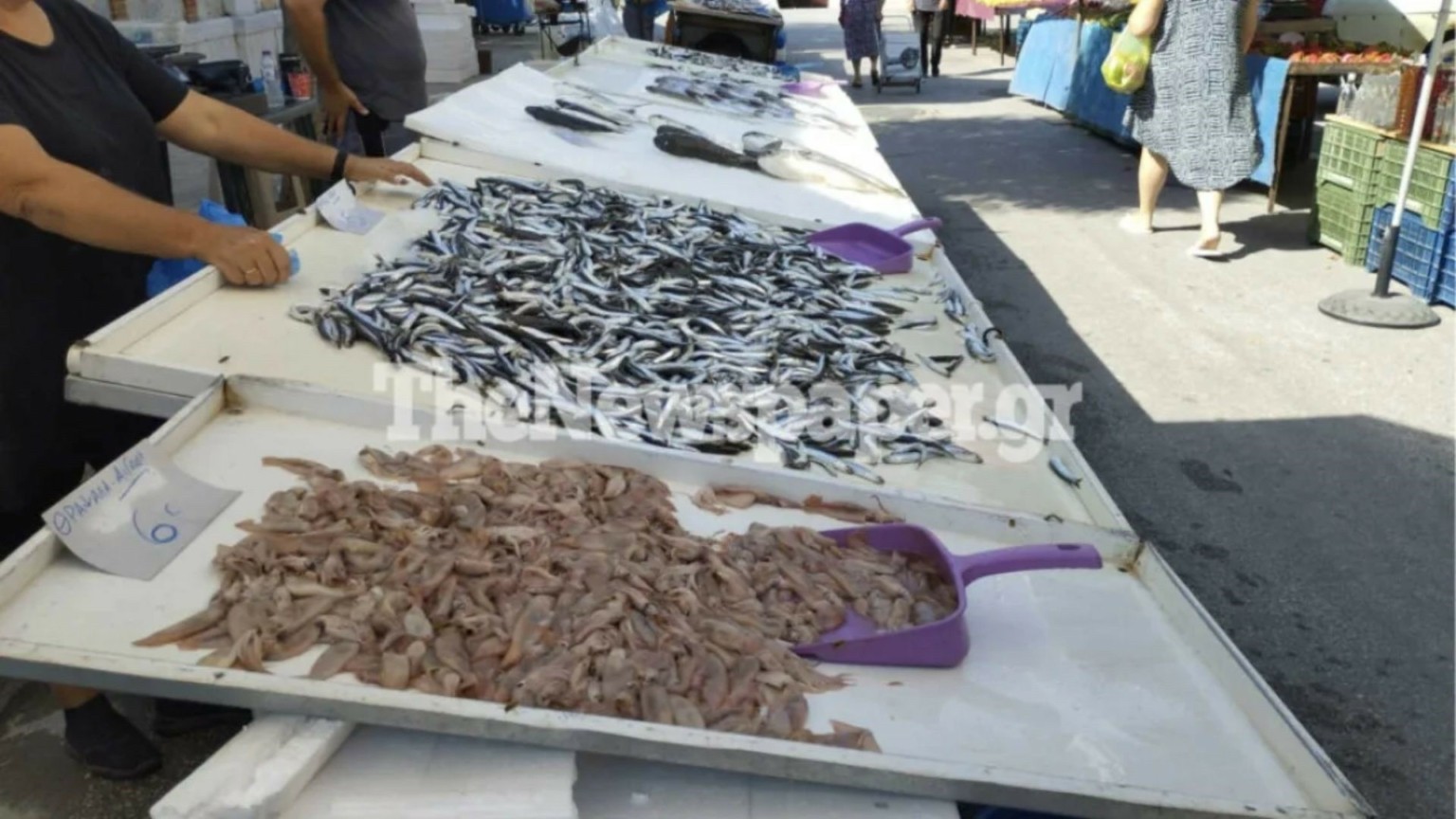 Βόλος: Οι εικόνες με τα νεκρά ψάρια στον Παγασητικό φέρνουν και ...