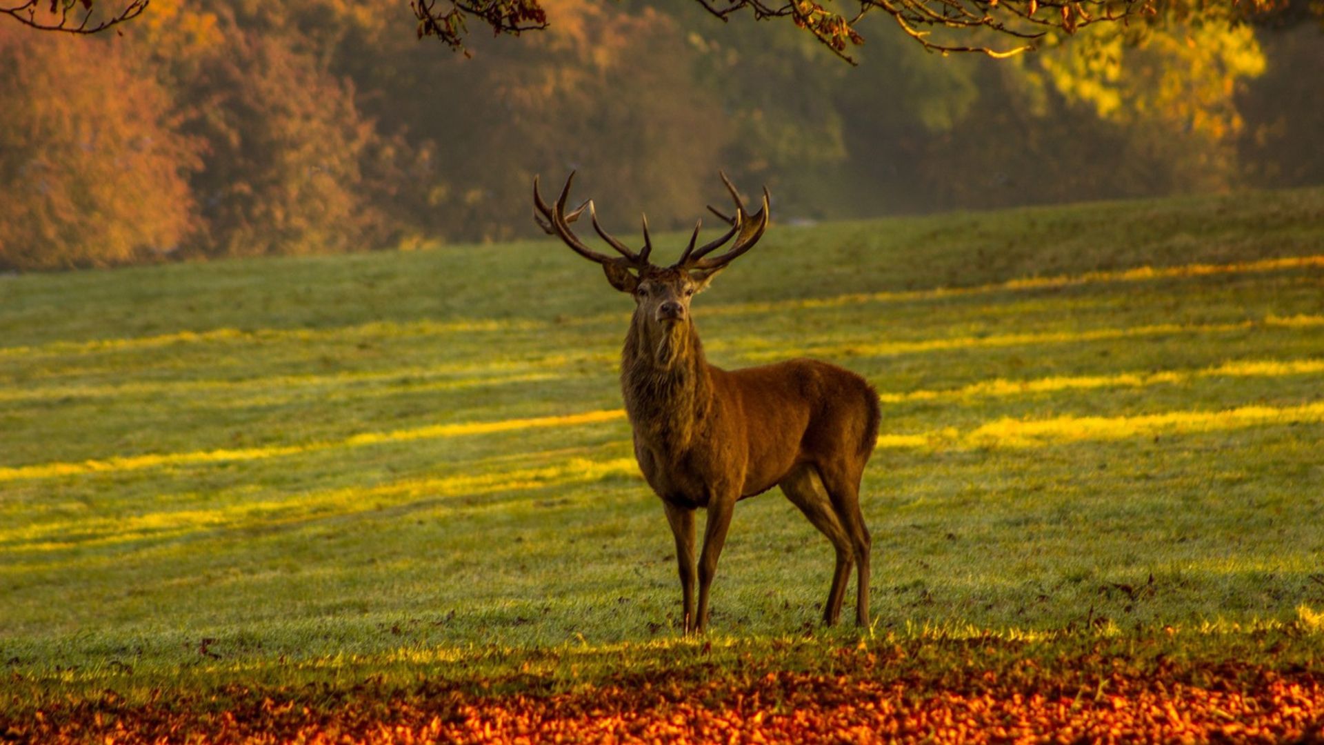 Πάρνηθα: Στα πρόθυρα της εξαφάνισης τα κόκκινα ελάφια – Οι τρεις ...
