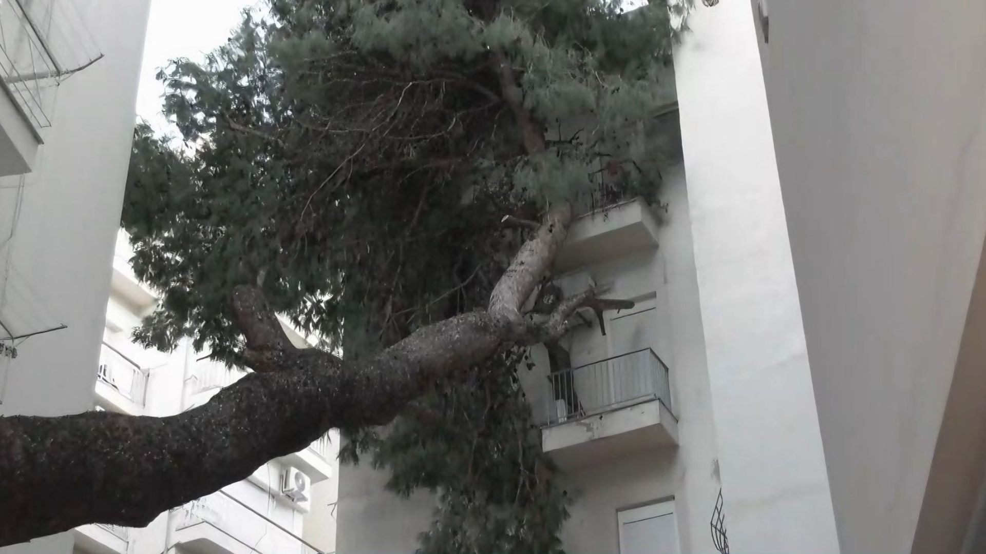 Θεσσαλονίκη: Τεράστιο πεύκο έπεσε σε μπαλκόνια πολυκατοικίας μετά την ...