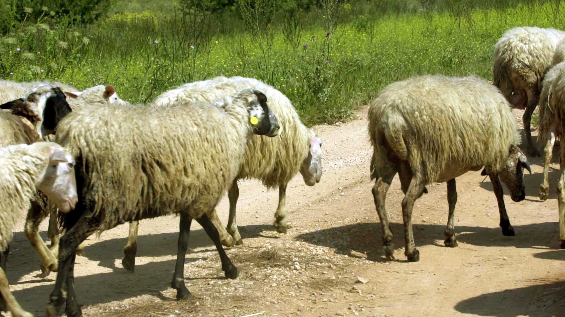 Η αγωνία 650.000 αγροτο-κτηνοτρόφων για τις επιδοτήσεις 2025 και η ...