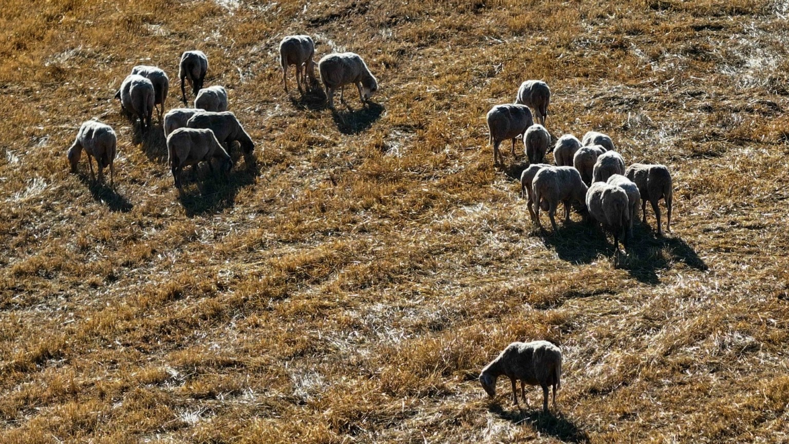 Ευλογιά των προβάτων: «Πρέπει να εκριζωθεί εδώ και τώρα» – Τι ισχύει ...