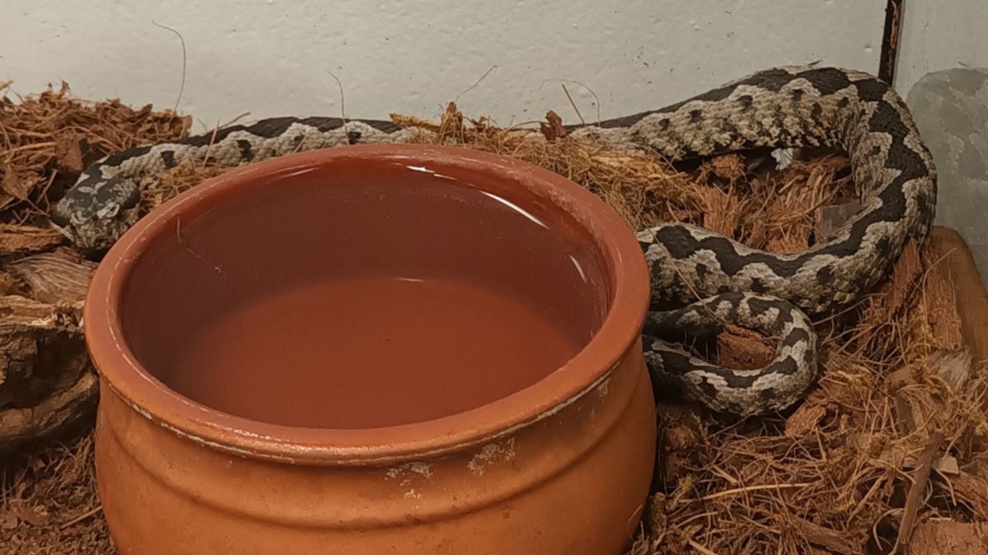 Οχιά εντοπίστηκε σε κτίριο στο Μαρούσι | topontiki.gr