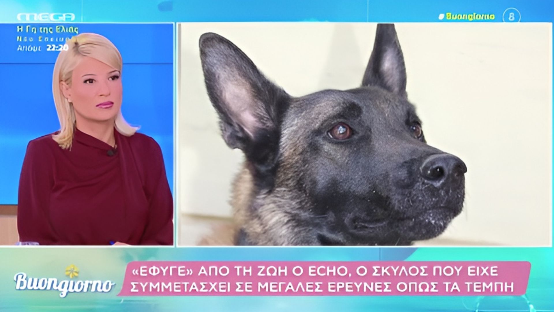 Φαίη Σκορδά: Εξοργισμένη για τη θανάτωση του Echo – «Ντροπή τους ...