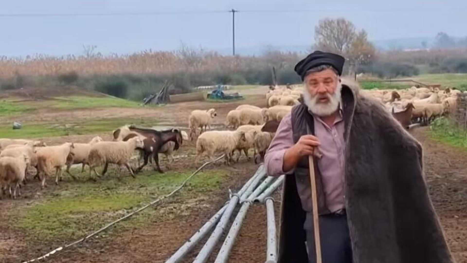 Ο Κώστας Θεοφίλου μιλά στο Ποντίκι για τη θανάτωση του κοπαδιού του και ...